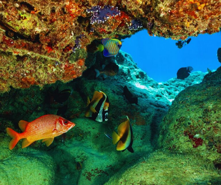 I migliori luoghi per le immersioni nel mondo - TRAVELIFE- blog di ...